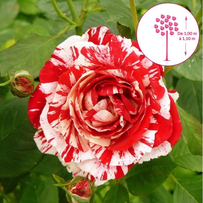 Weeping roses and tree roses