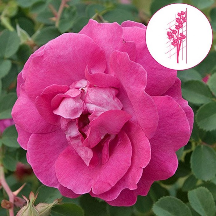 Rosier 'CERISE BOUQUET' - Rosa 'CERISE BOUQUET' chez Pétales-de-roses ...